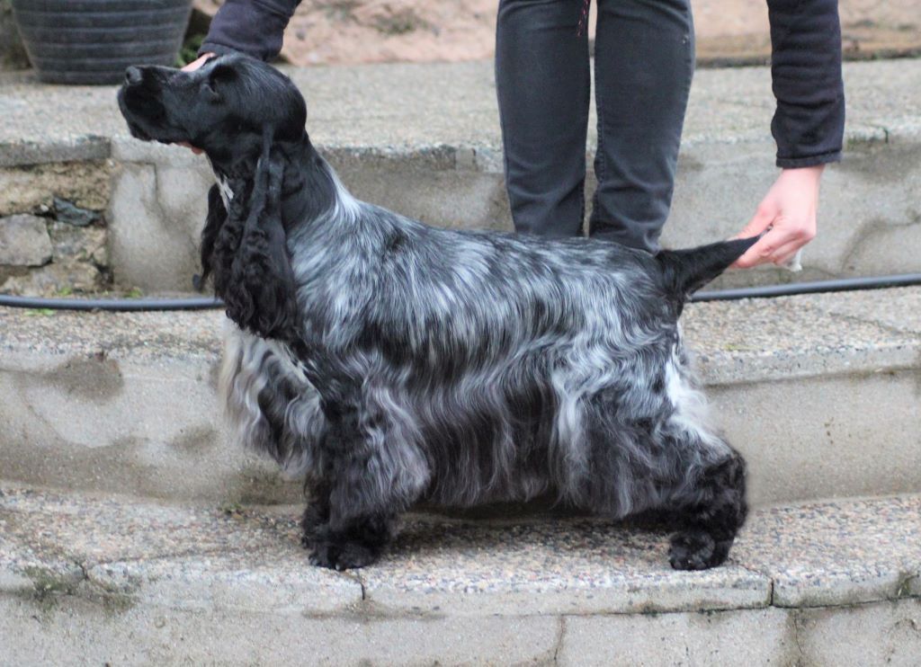Accueil - Elevage of loving Star - eleveur de chiens Cocker Spaniel Anglais