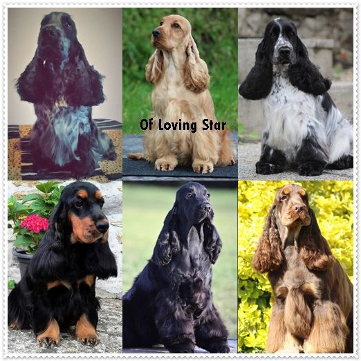 Accueil - Elevage of loving Star - eleveur de chiens Cocker Spaniel Anglais